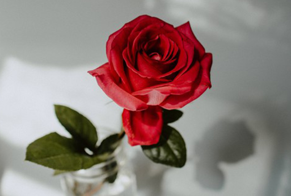 Tiada Mawar yang Tak Berduri | RED-JOSS